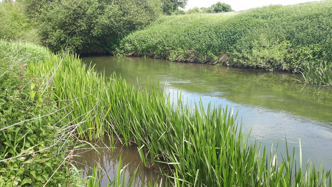 River Mole, Cobham – CALPAC