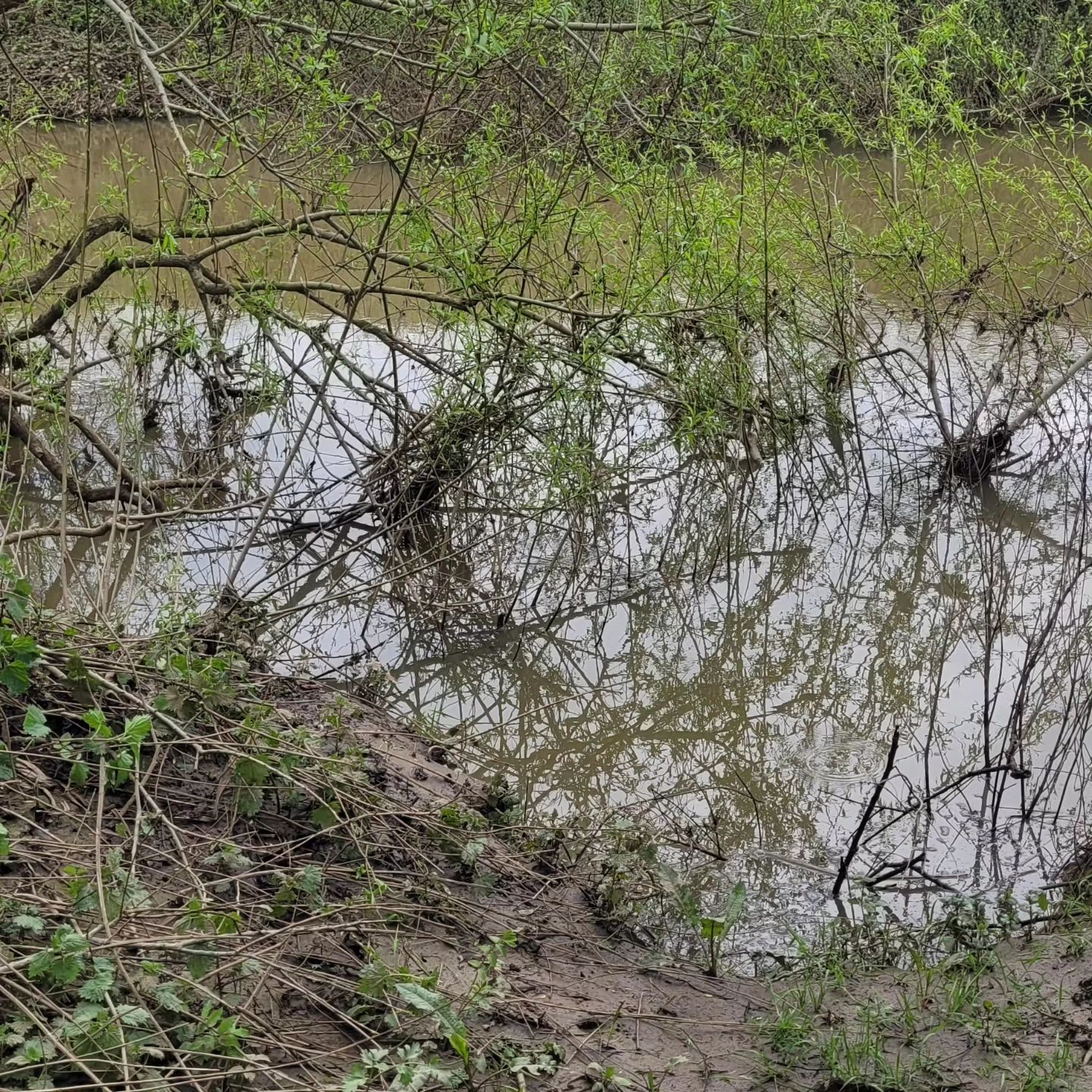 Yalding Two River Beult Work Party Monday April 8th 2024 – CALPAC