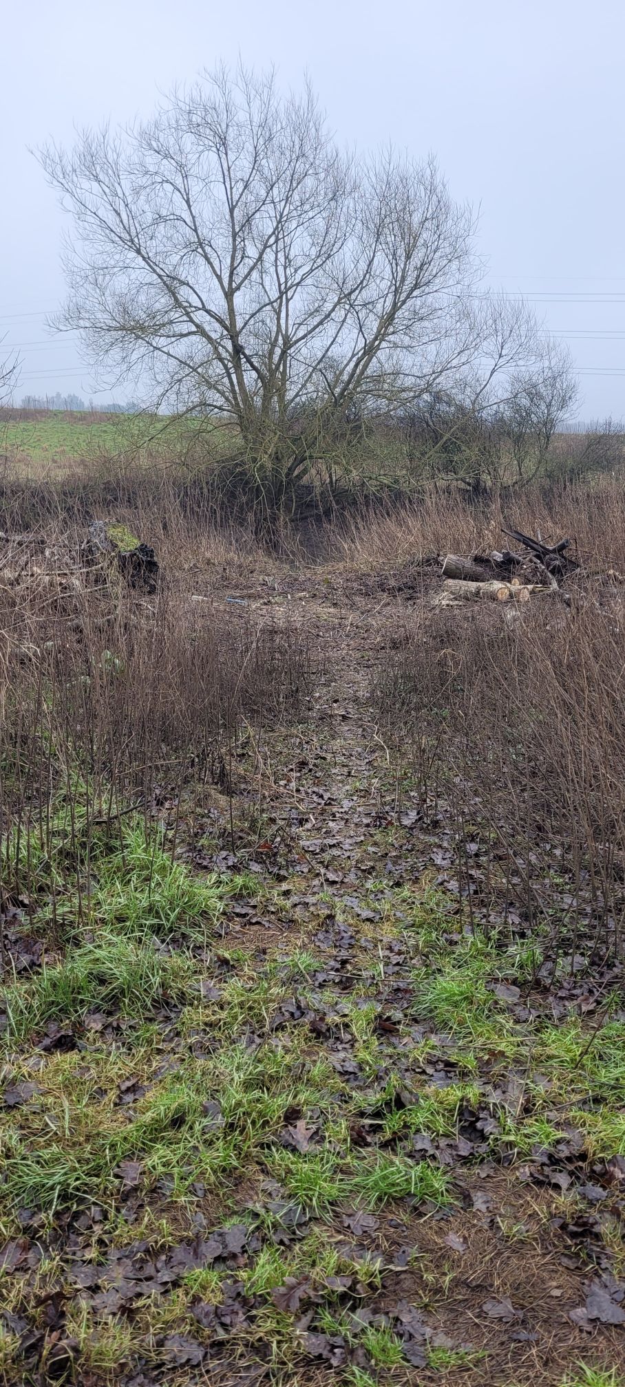 River Mole Tree Clearance February 2025 – CALPAC