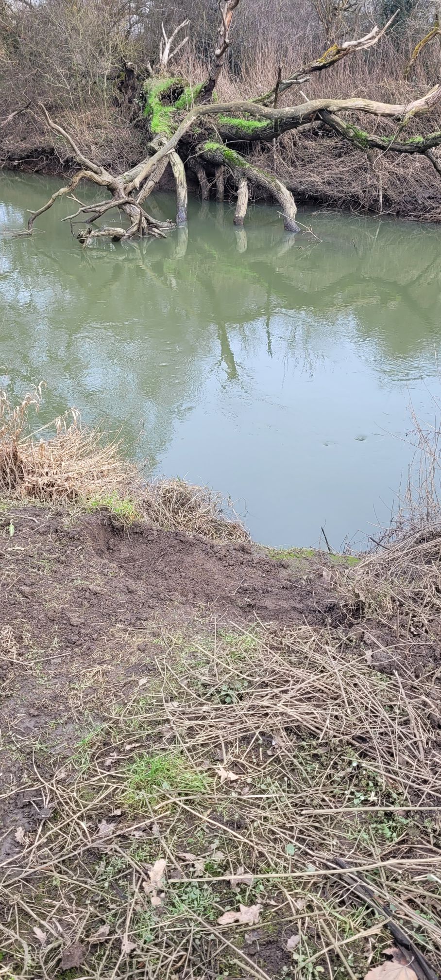 River Mole Swim Creation February 2025 – CALPAC