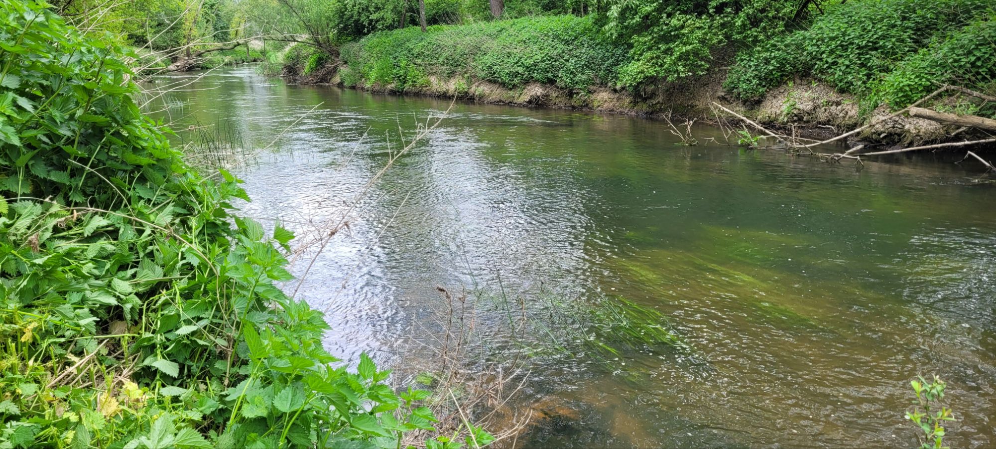 River Mole Fishery Cobham Monday 5th May 2025 – CALPAC
